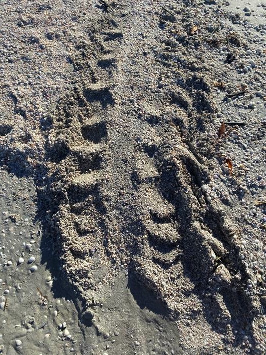 Sea Turtle Team documents latest crawl ever - SANIBEL-CAPTIVA - Island ...